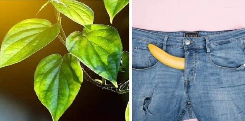 Mengungkap Mitos dan Fakta Daun Bungkus Papua: Khasiat Asli atau ...